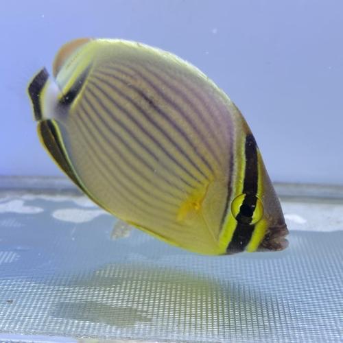 Jual ikan Kepe roti (ikan hias laut) - Jakarta Timur - Lagoon Aquatics ...