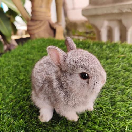Jual Kelinci Netherland Dwarf Mini Series - Kota Malang - Wakanda ...