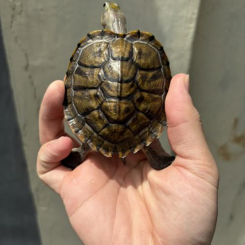 Jual Kura kura Res Brazil Charcoal Yellowing Grade A Rare - Jakarta ...