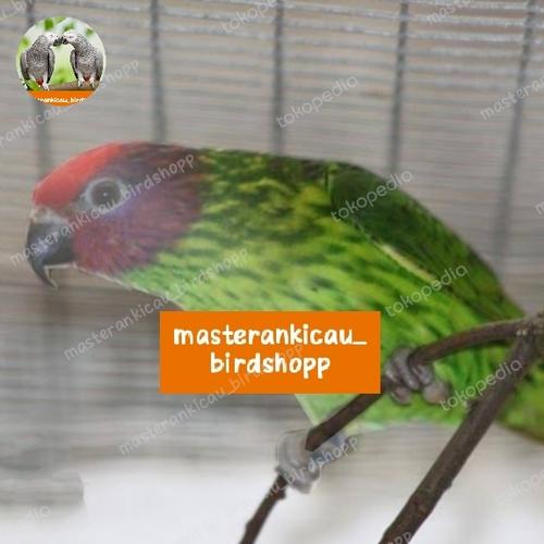 Jual burung per kici lembayung kepala merah unik mewah mempesona ...