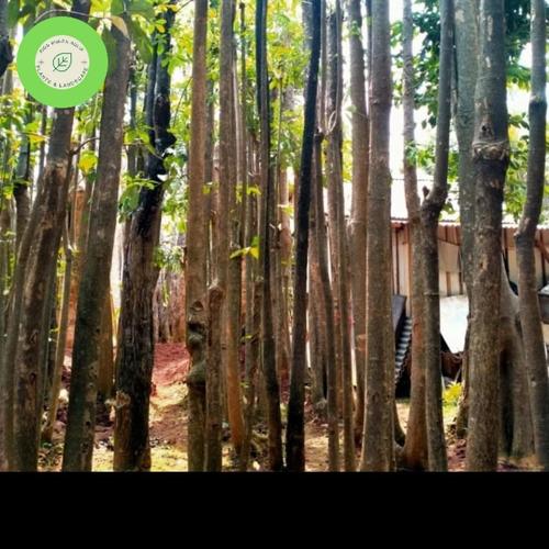 Jual Pohon pelindung Pule Putih grouping tinggi 3-4meter dan Pohon pule ...