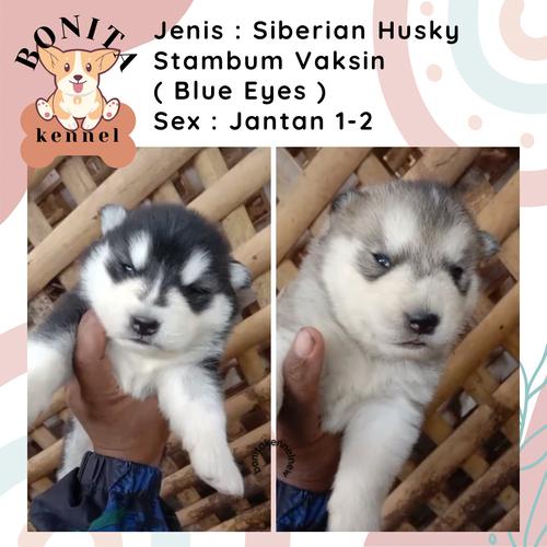 Jual Siberian Husky Stambum Blue Eyes Jantan Betina Anak Anjing Husky ...