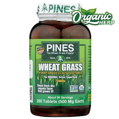 Jual Pines Wheat Grass Suplemen Rumput Gandum Detox Organic Wheatgrass ...