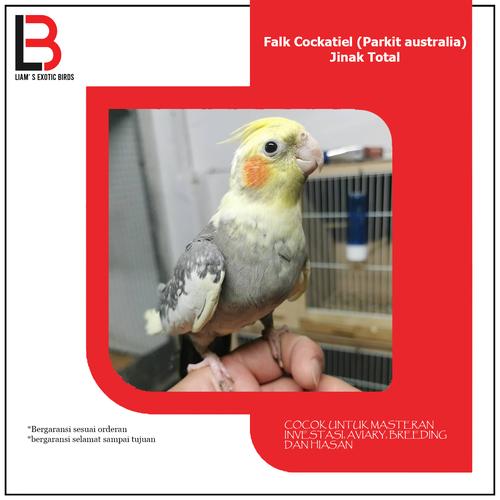 Jual Burung Falk Australia Jinak Total Aman Untuk Anak - Lutino MM ...