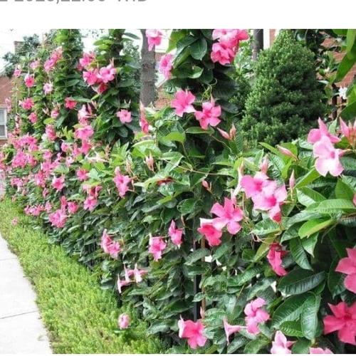 Jual jenis tanaman bunga merambat. bunga hiasan taman. tanaman ...