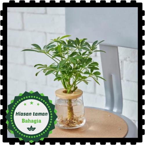 Jual Tanaman media air - tanaman walisongo hijau - tanaman hias ...