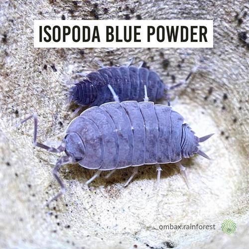 Jual Isopod Blue Powder - isopoda Eksotis untuk Vivarium & Terrarium ...