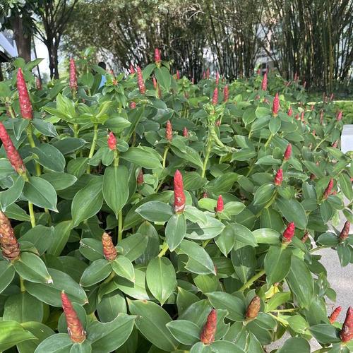 Jual Tanaman Hias Pacing Pentul Bunga Merah - Kab. Bogor - beautifull ...