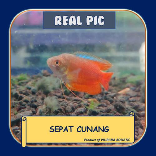 Jual IKAN HIAS AIR TAWAR - BLOOD RED DWARF GOURAMI / SEPAT RALIS MERAH ...