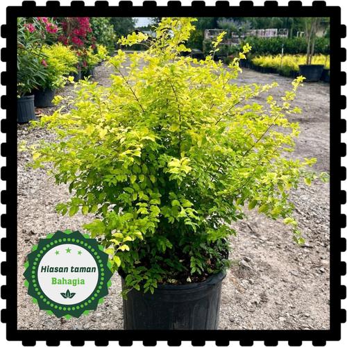 Jual Tanaman hias ligustrum - Bahan bonsai ligustrum - pohon ligustrum ...