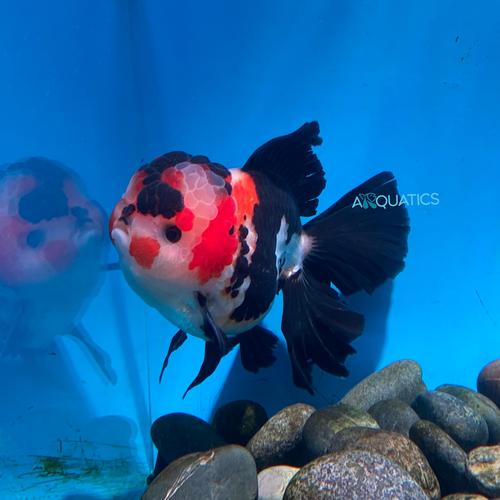 Promo Ikan Maskoki Goldfish Oranda Rosetail Orchidtail PREMIUM QUALITY ...
