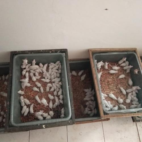 Jual mencit / tikus putih ukuran medium foto asli kandang sendiri ...