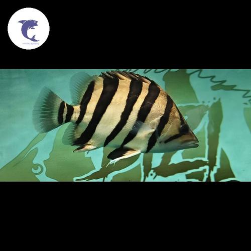 Jual datz sumatra 20cm - Kota Tangerang Selatan - markas aquatic ...