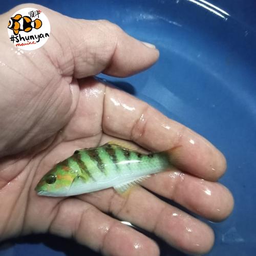 Jual Keling Thalasoma Strip 6 / sixbar wrasse / Thalassoma Hardwicke ...