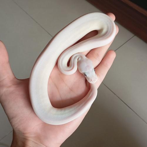 Jual Ballpython Lucy Blue Eyes Female - Kab. Bekasi - Reptiluxe | Tokopedia