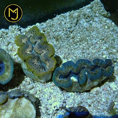 Jual Karang Kerang Kima Warna Crosea - Jakarta Timur - MJ FISH MARINE ...