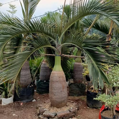Jual Pohon palm botol tree tinggi 2,5m/ palm bottle tree - Kab. Bogor ...