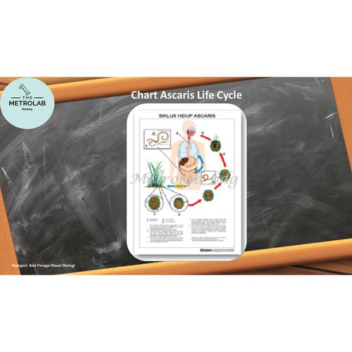 Jual Chart Ascaris Life Cycle | metrolab bandung | ascaris life cycle ...