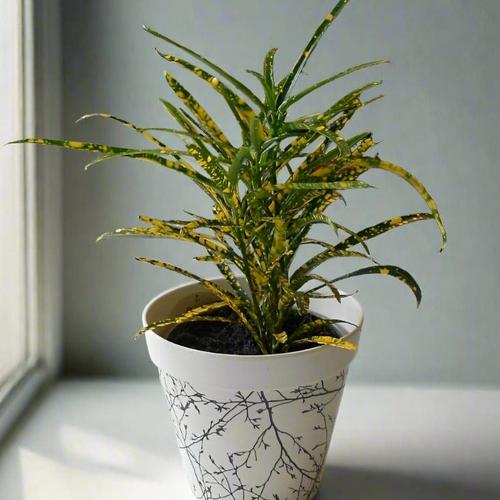 Promo Tanaman Puring Teri / Puring Mini / Kroton Plant / Codiaeum ...