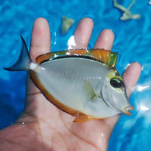 Jual ikan botana naso padang/blonde naso tang - M - Kab. Bekasi - Ollie ...