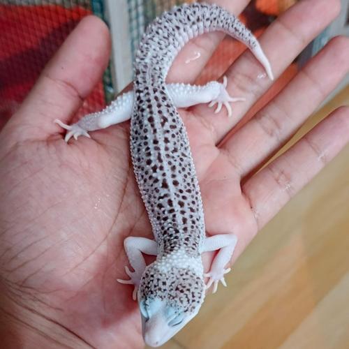 Jual Leopard Gecko Super Snow Eclipse Pied Jantan - Kab. Bandung ...