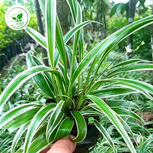 Jual tanaman tamanLili paris umbi - spiderplants - Kab. Bogor - indah ...