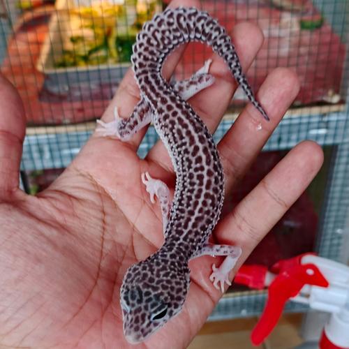 Jual Leopard Gecko Super Snow Eclipse Female - Kab. Bandung - Animal ...