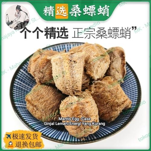 Jual Mantis Egg Tenodera Sinensisi Saussure 桑螵蛸 Sang Piao Shao OOTHECA ...
