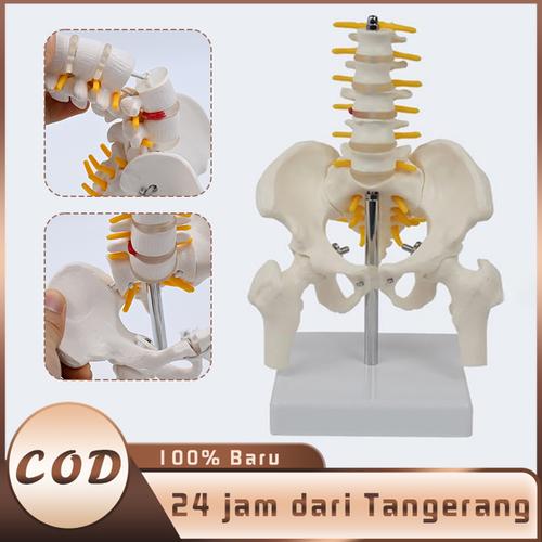 Jual Pelvis Lumbar Alat Peraga Model Anatomi Pelvis Lumbar Vertebrae ...
