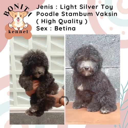 Jual Silver Tiny Toy Poodle Jantan Betina Stambum Anak Anjing Poodle ...