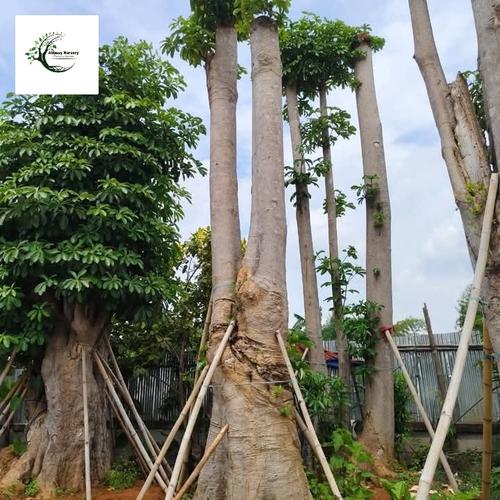 Jual Pohon Pule Putih Super / Pohon Pule dengan berbagai macam bentuk ...