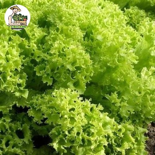 Jual Selada Keriting Hijau - Green Curly Lettuce - Pack 500 GR - Fresh ...