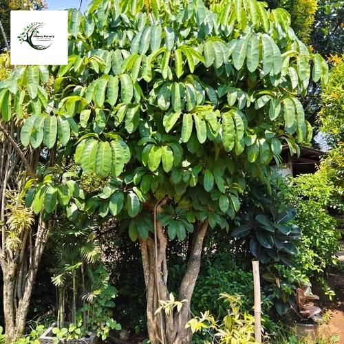 Jual tanaman pohon Walisongo tinggi 3 meter / pohon hias Walisongo ...