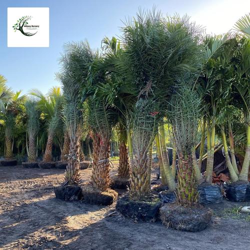 Jual tanaman pohon palem kenari silvertris / palem kenari silvertris ...