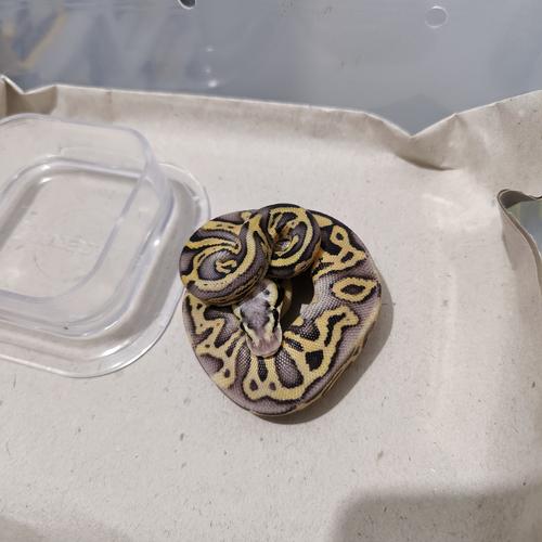 Jual Ball Python M Super Pastel Leopard YB Fire Het Clown - Kota Bandung - papathio | Tokopedia