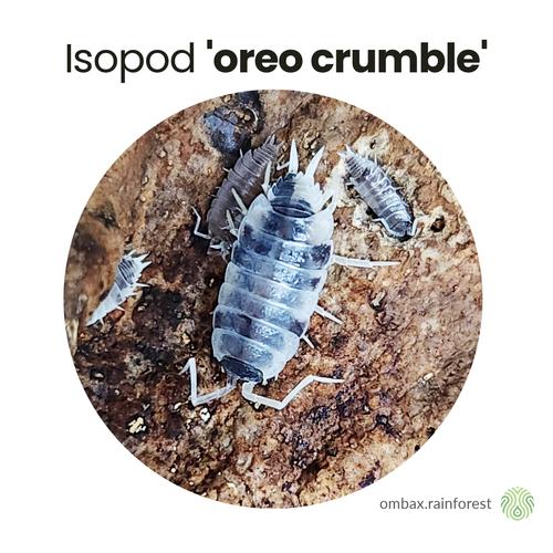 Jual isopod Oreo Crumble - isopoda Eksotis untuk Vivarium & Terrarium ...