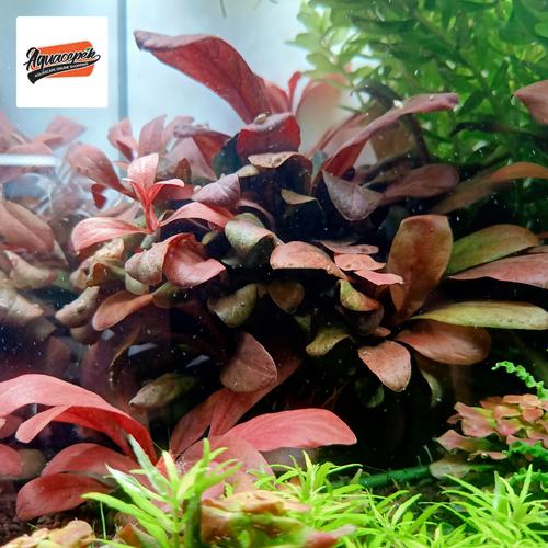 Jual SAMOLUS RED ANAKAN RARE TANAMAN AQUASCAPE - Jakarta Selatan ...
