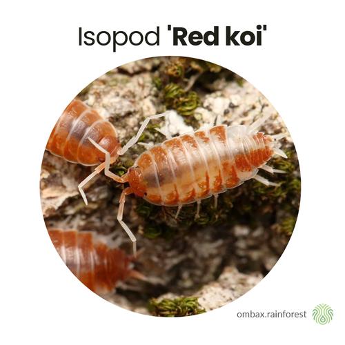 Jual Isopod Pruinous Red Koi - isopoda Eksotis untuk Vivarium ...