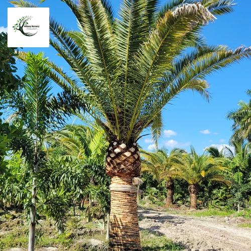 Jual Pohon Palem Kenari Taiwan Tinggi 2 meter batang / Palm kenari ...