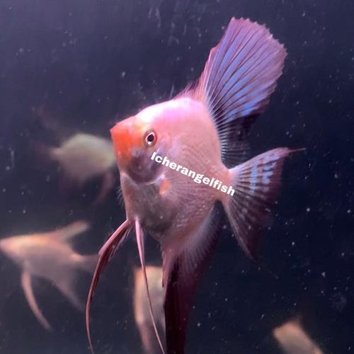 Jual Manfish BSP WIDE FIN PEARL SCALE 3-4 cm - Kota Bekasi - Icher ...