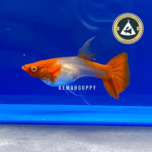 Jual Ikan Guppy Albino Koi Red Ear Long Ear Ribbon Fin C - Red Ear - Kab. Sidoarjo - Kemah Guppy ...