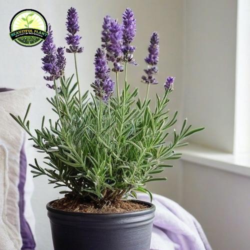 Promo Tanaman Lavender Pengusir Nyamuk - Lavender Bunga Ungu Wangi ...