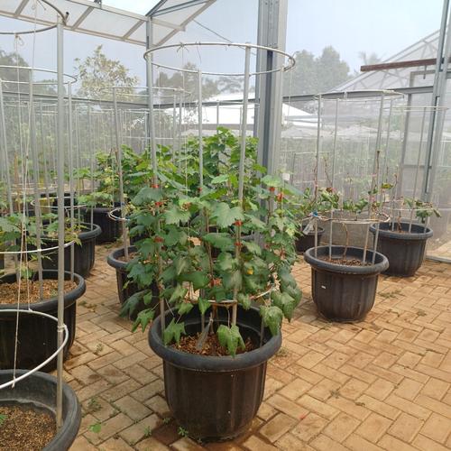 Jual Tabulampot Anggur Rambatan Tralis Melingkar - Kab. Bogor - Lapak ...