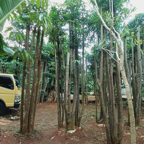 Jual pule putih fosil gruping berbagai ukuran - Kab. Bogor - cv aneka ...