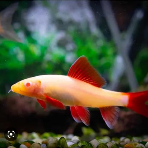 Jual ikan hias redfin abino aquascape murah-bergaransi-cod - Kab. Bogor ...