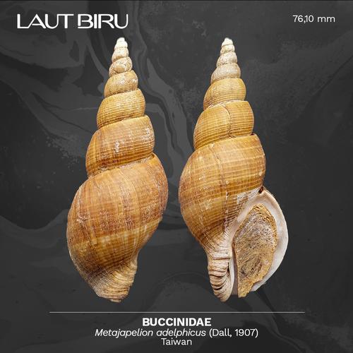 Jual LAUT BIRU Kerang Laut Koleksi Seashell Collector Grade BUCCINIDAE ...