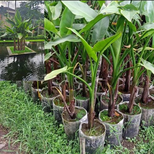 Jual tanaman hias pisang air /amazon madagascar cocok untuk kolam dan ...