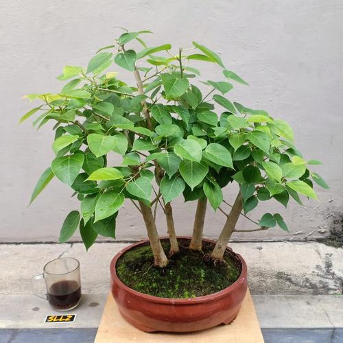 Jual Bonsai Ancak / False Bodhi /Rumph's Fig (Ficus rumphii) Grouping ...