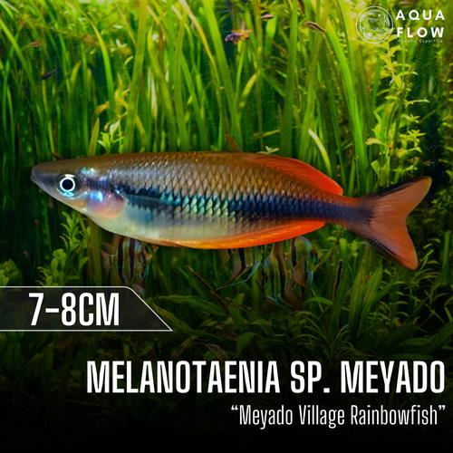 Promo Ikan Rainbow Melanotaenia Sp. Meyado Wild Caught "Meyado Village ...