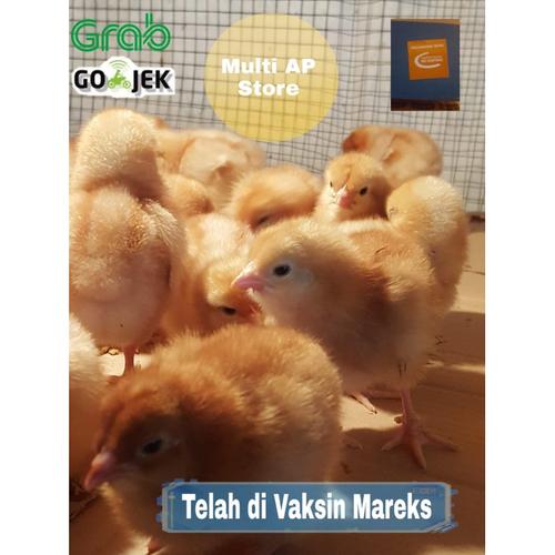 Jual DOC Ayam Petelur Super 10 ekor, Bibit Petelur Omega 3 6 9 ...